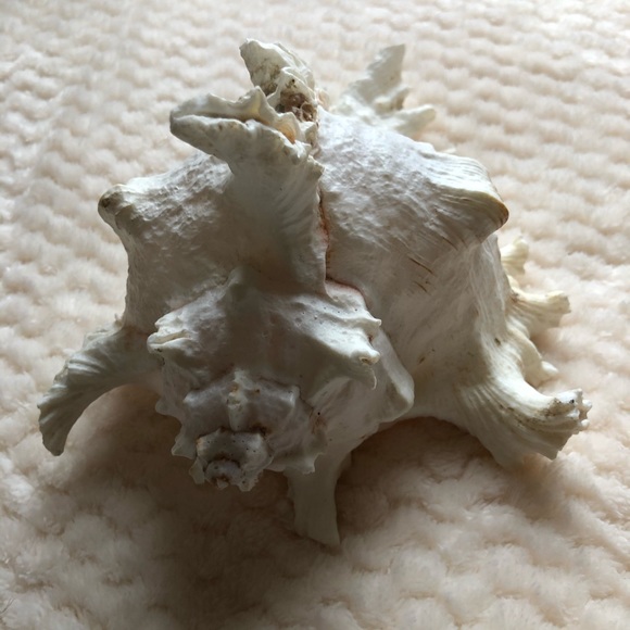 Accents | Home Decor White Conch Shell | Poshmark